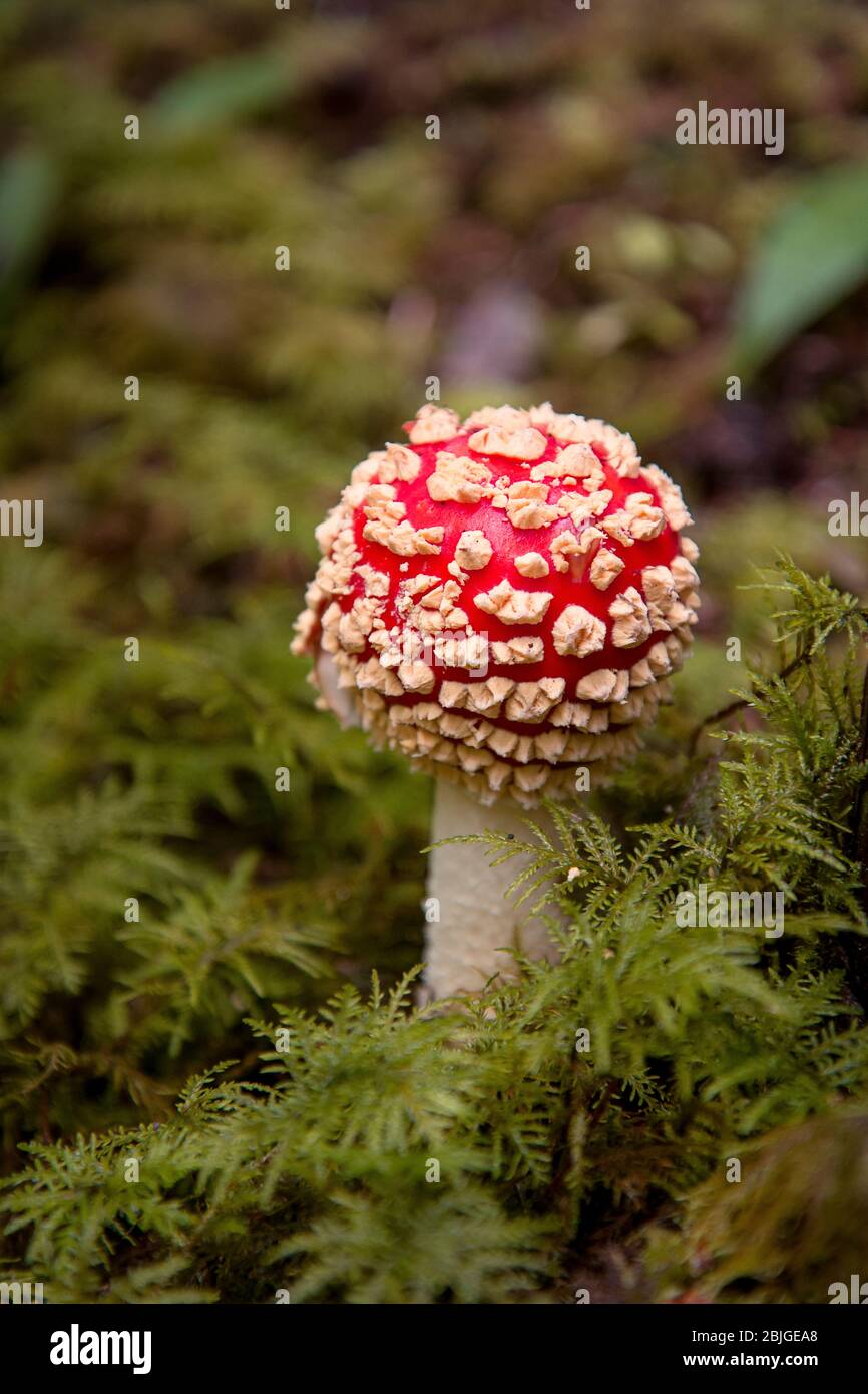 Red capped fly agaric mushroom with white spots growing through a green ...