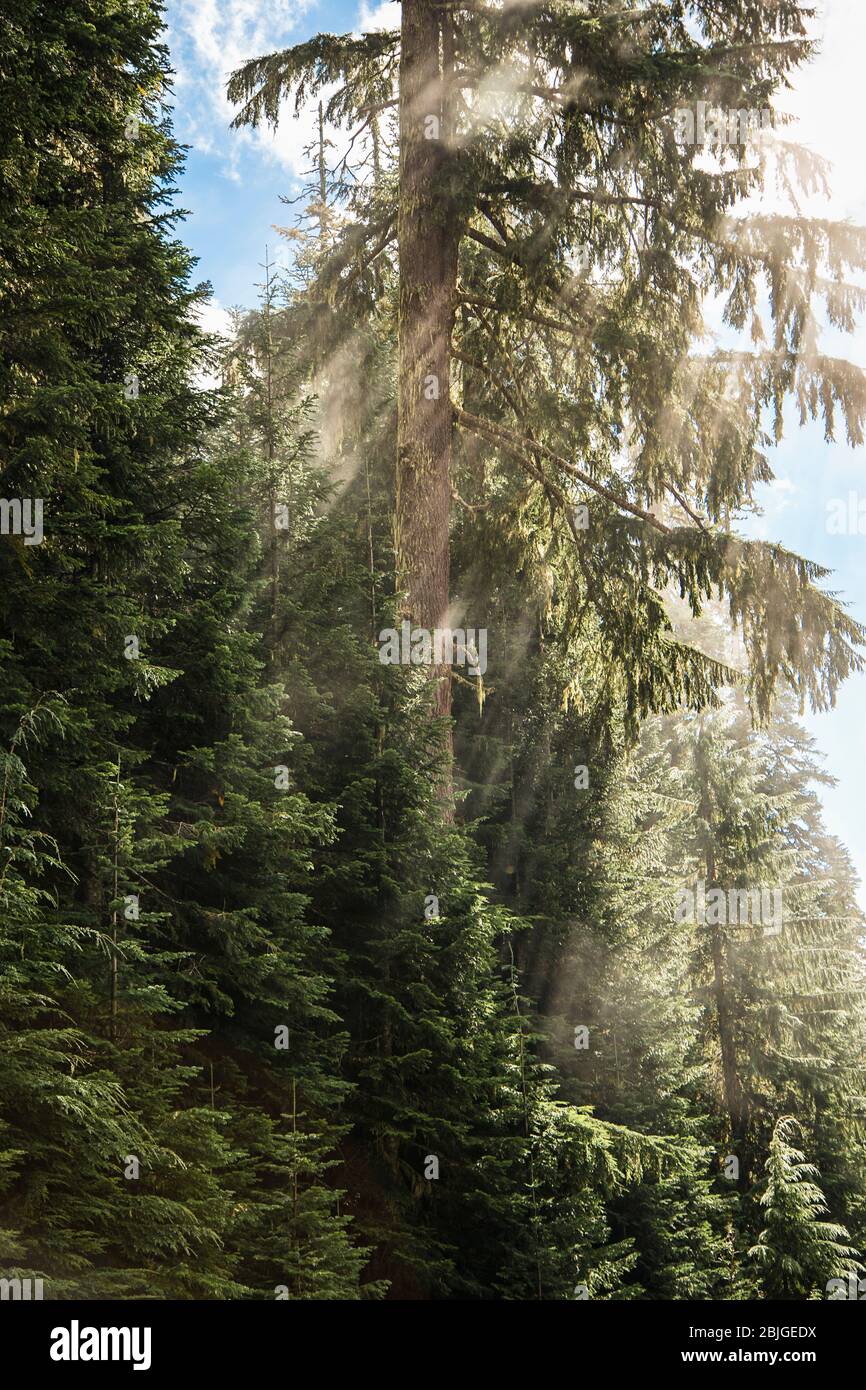 Sunlight beams through fog and pine tree branches of a forest in Mount ...