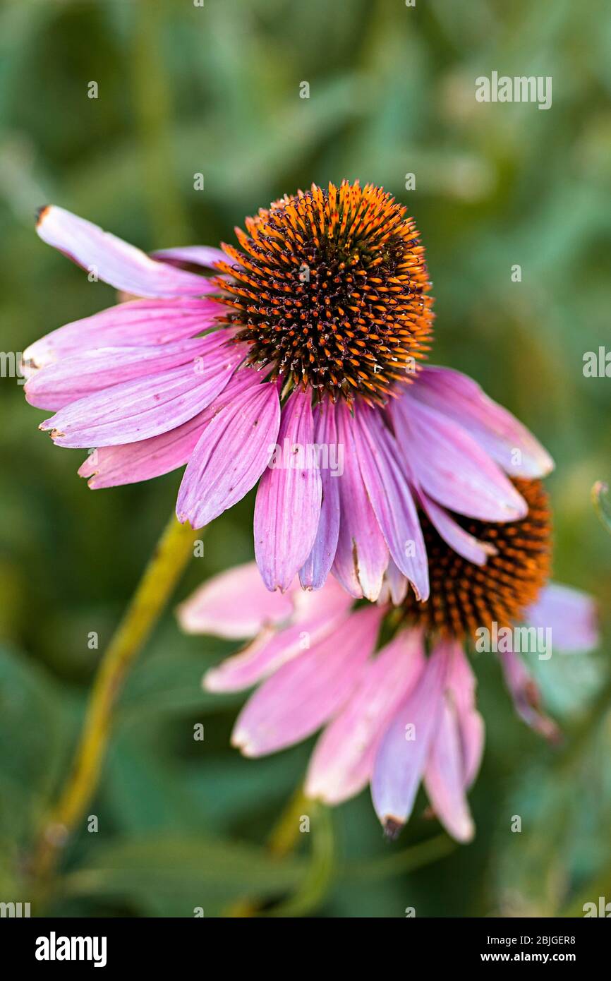 Montana cone flower hi-res stock photography and images - Alamy