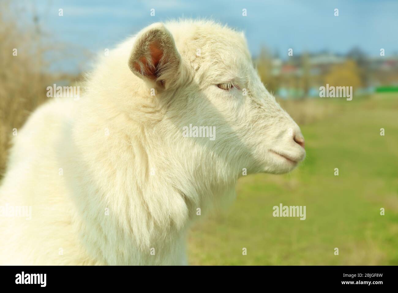 White goat, closeup Stock Photo - Alamy