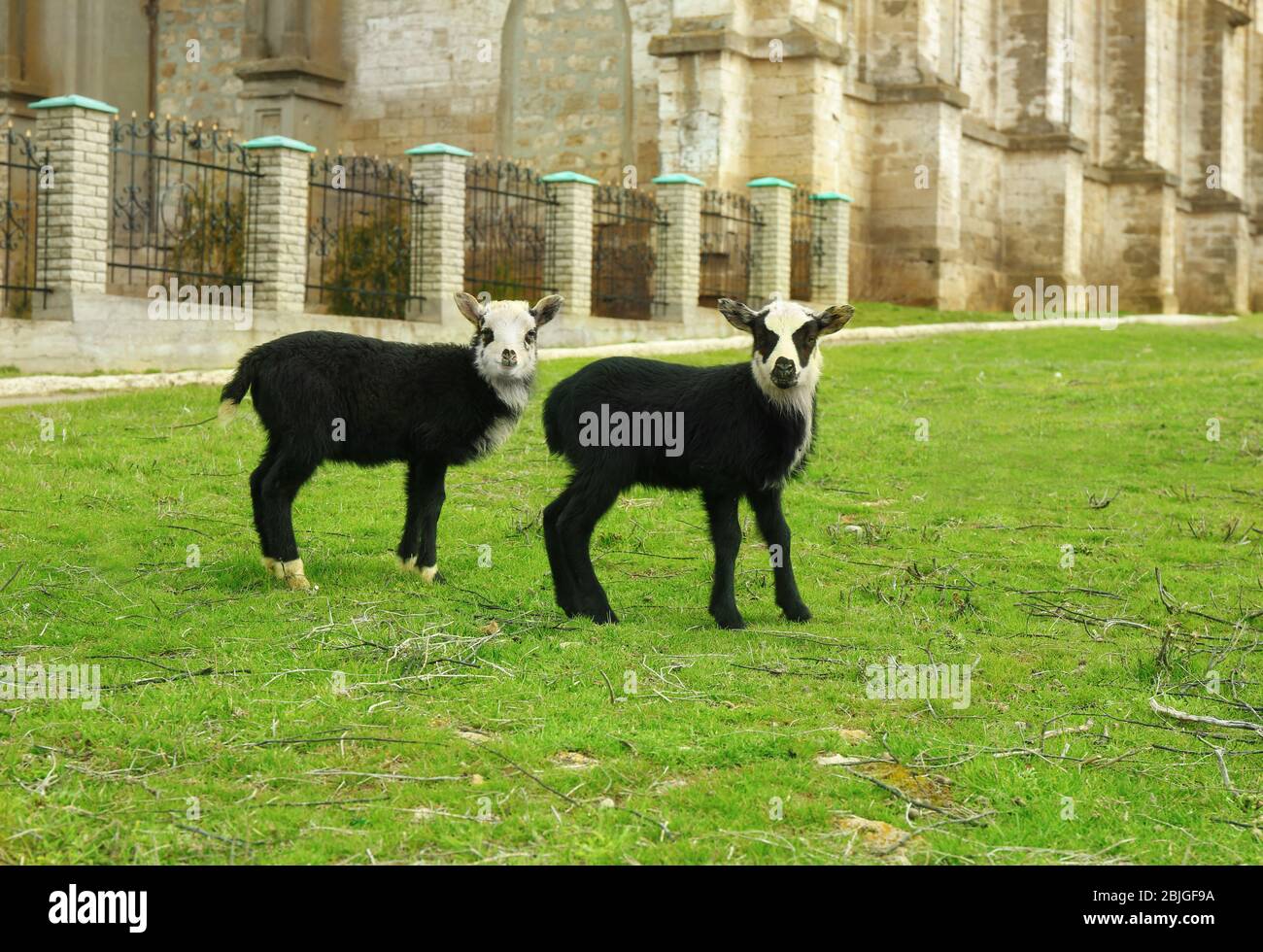 Funny cute little lambs graze hi-res stock photography and images - Alamy