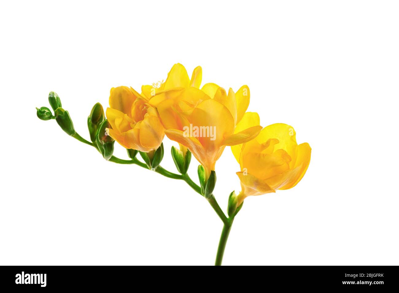 Beautiful freesia flowers on white background Stock Photo - Alamy
