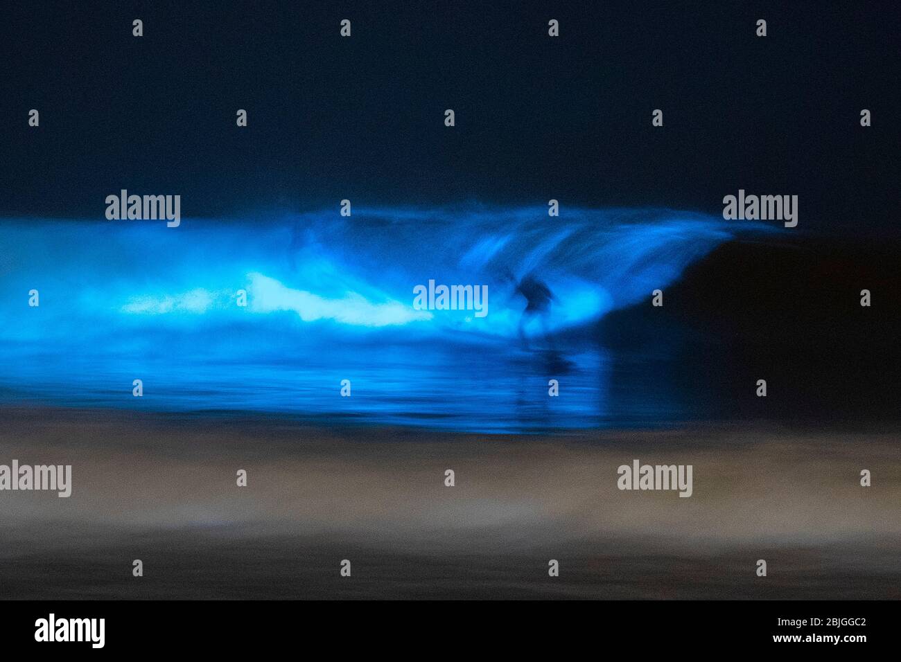 San Diego, California, USA. 28th Apr, 2020. A surfer rides a blue wave ...
