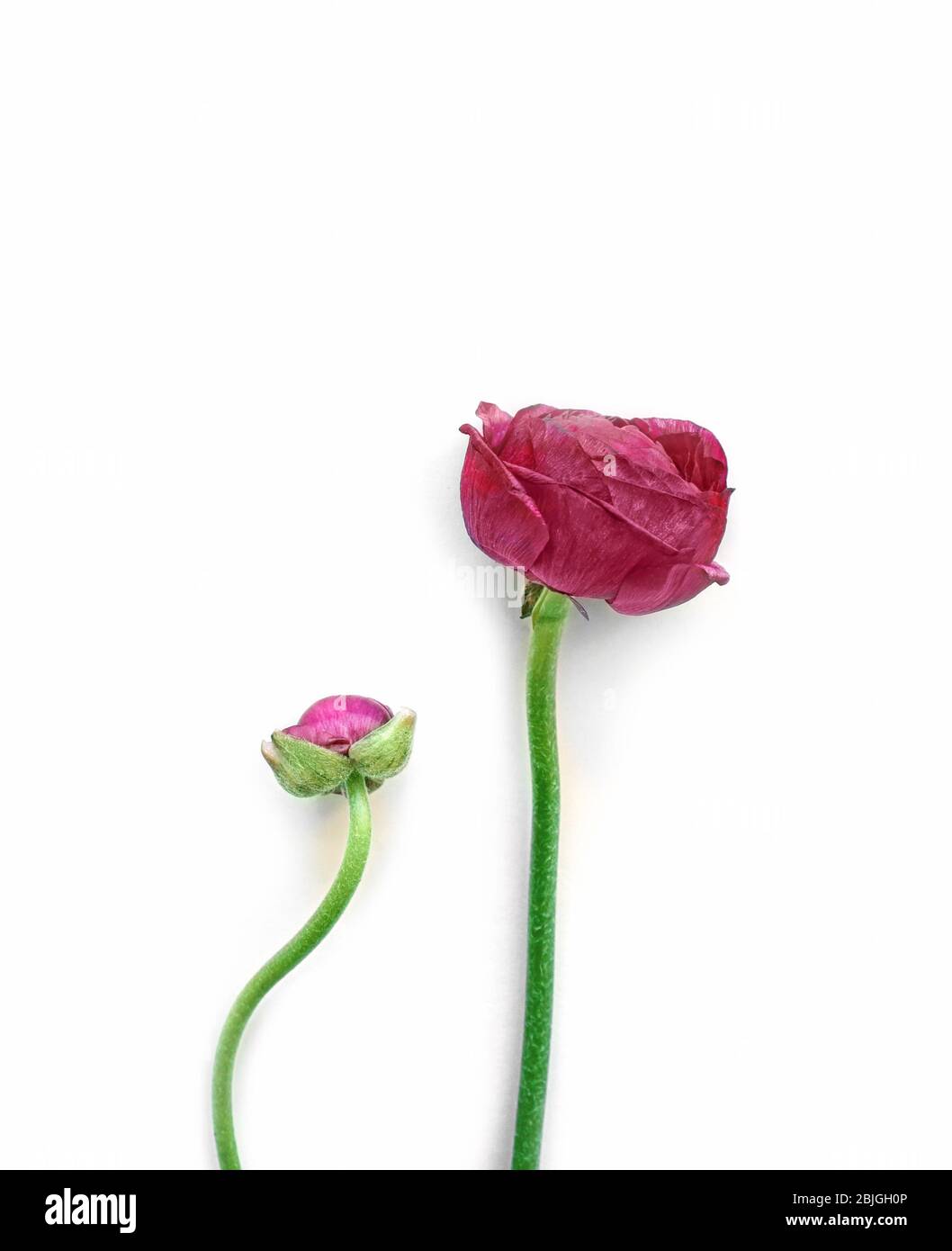 Beautiful fresh ranunculus flower hi-res stock photography and images ...