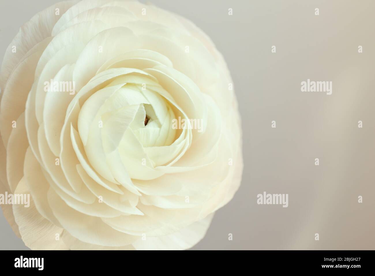 Beautiful fresh ranunculus flower hi-res stock photography and images ...