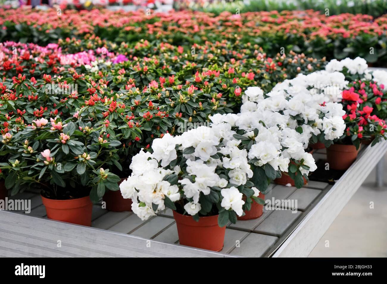 Plenty of colorful flowers in floral shop Stock Photo - Alamy