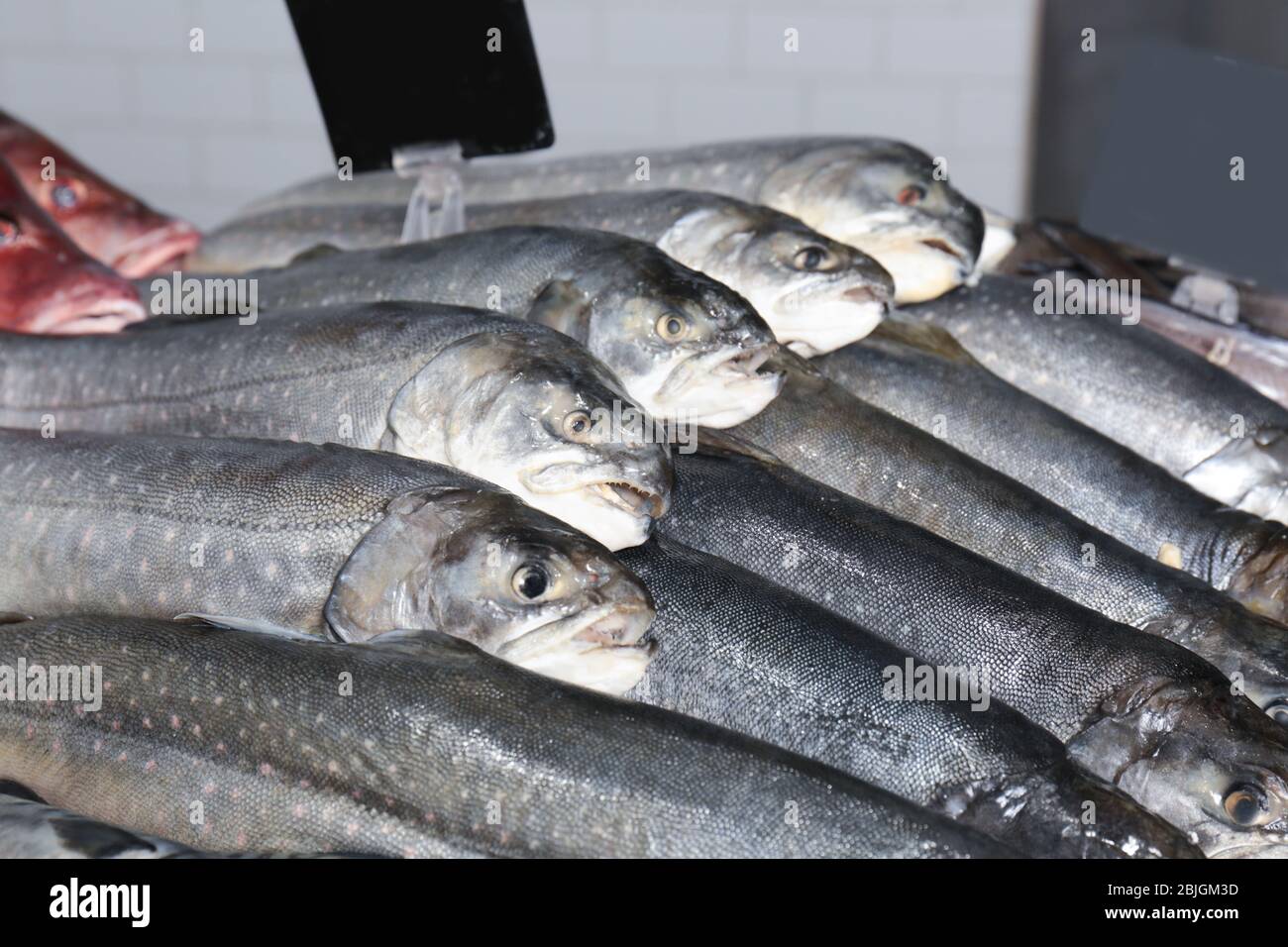 Fresh fish in supermarket Stock Photo - Alamy