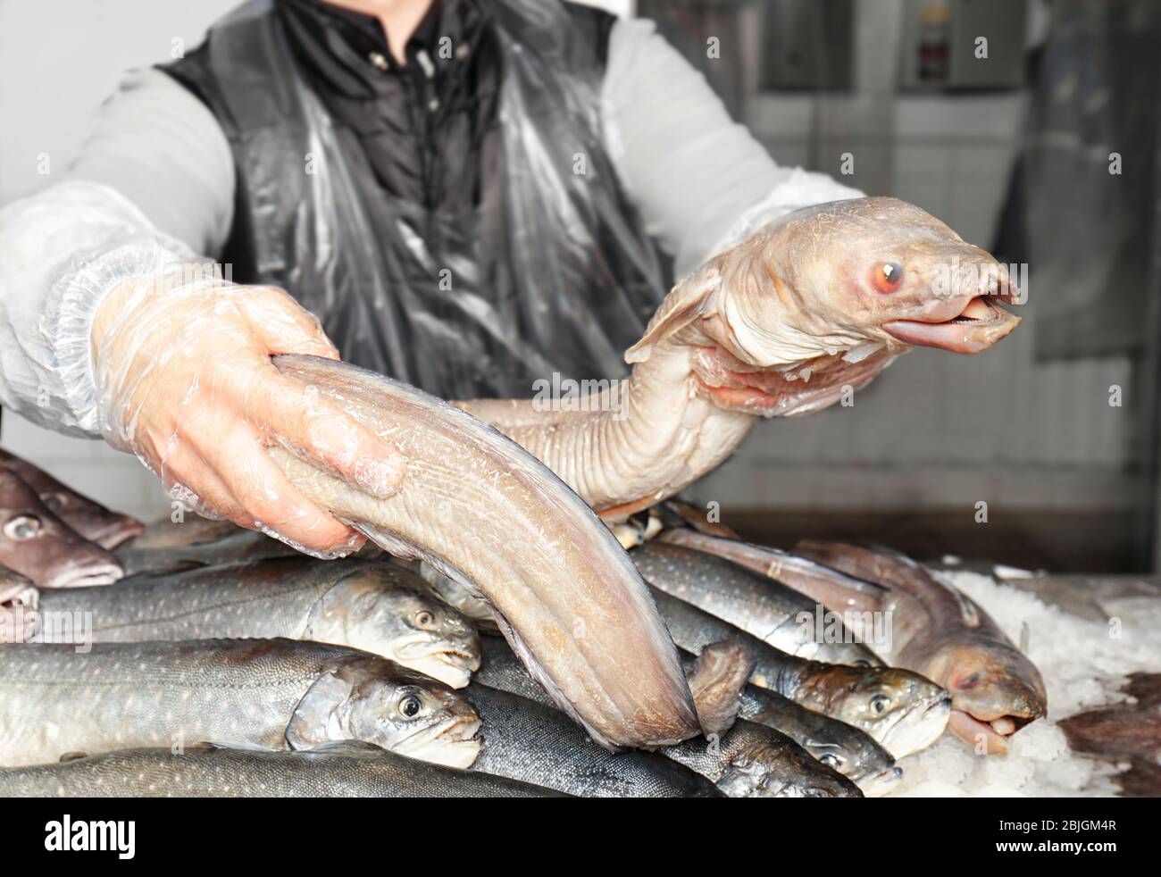 Conger eel fishing hi-res stock photography and images - Alamy