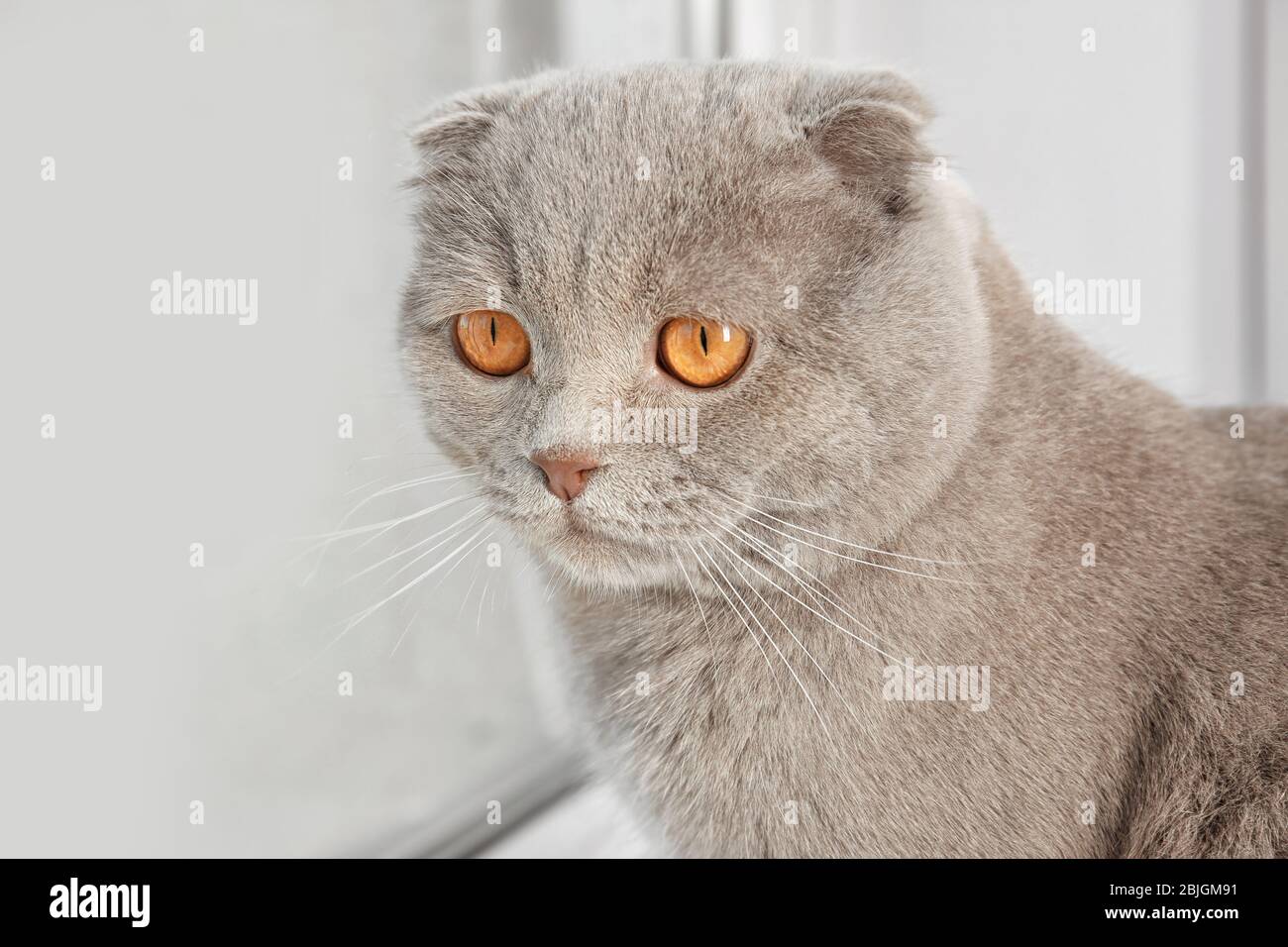 Scottish fold cat sitting near window Stock Photo - Alamy