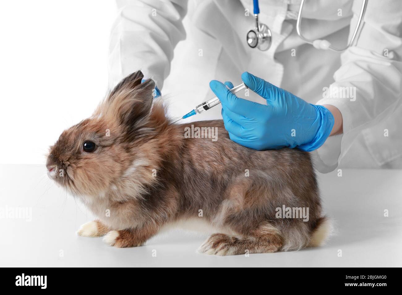 Veterinarian vaccinating rabbit on white background Stock Photo - Alamy