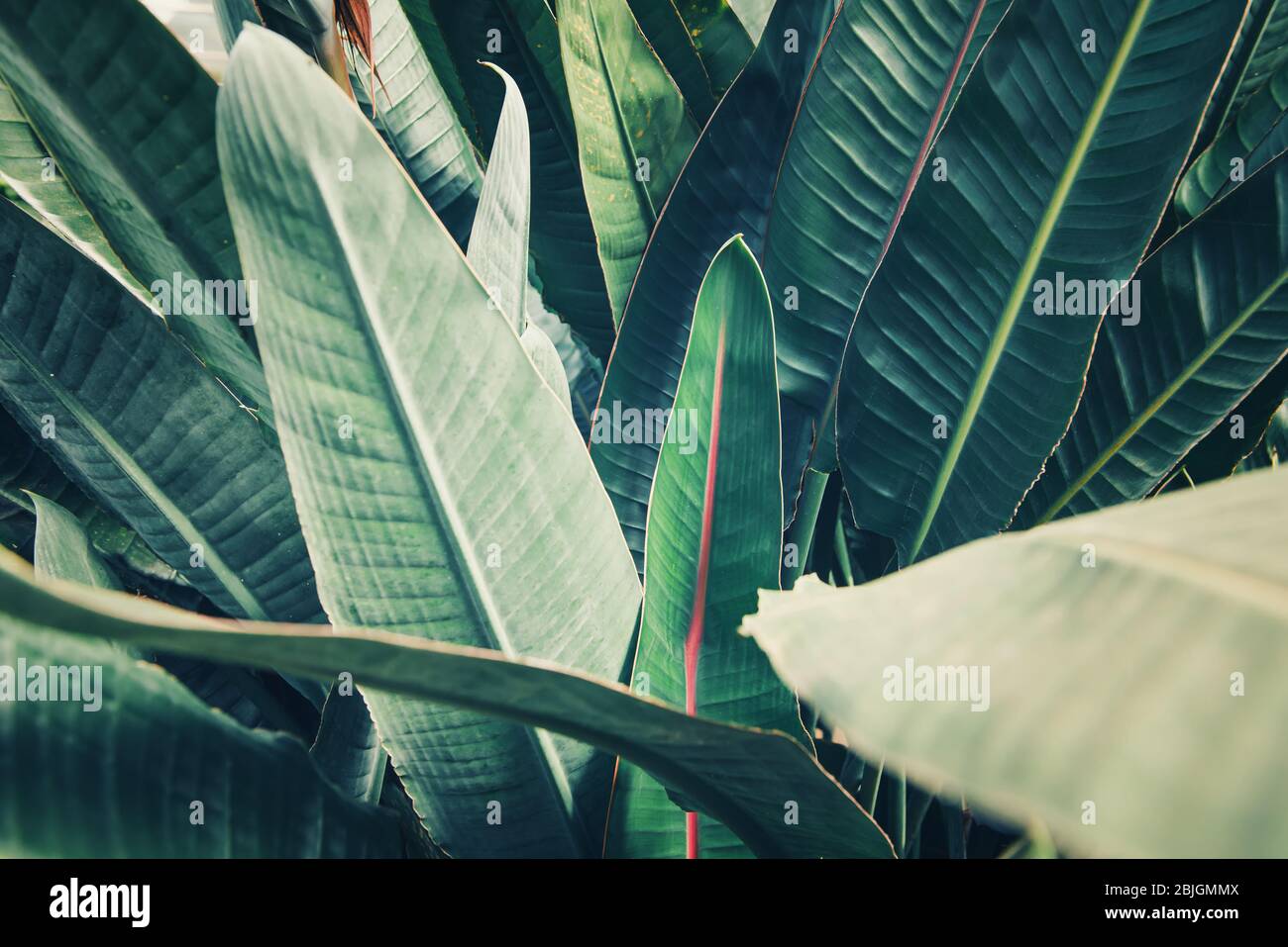 Tropical Leafs Lush Foliage Background of Nature Plant, Pattern Texture ...