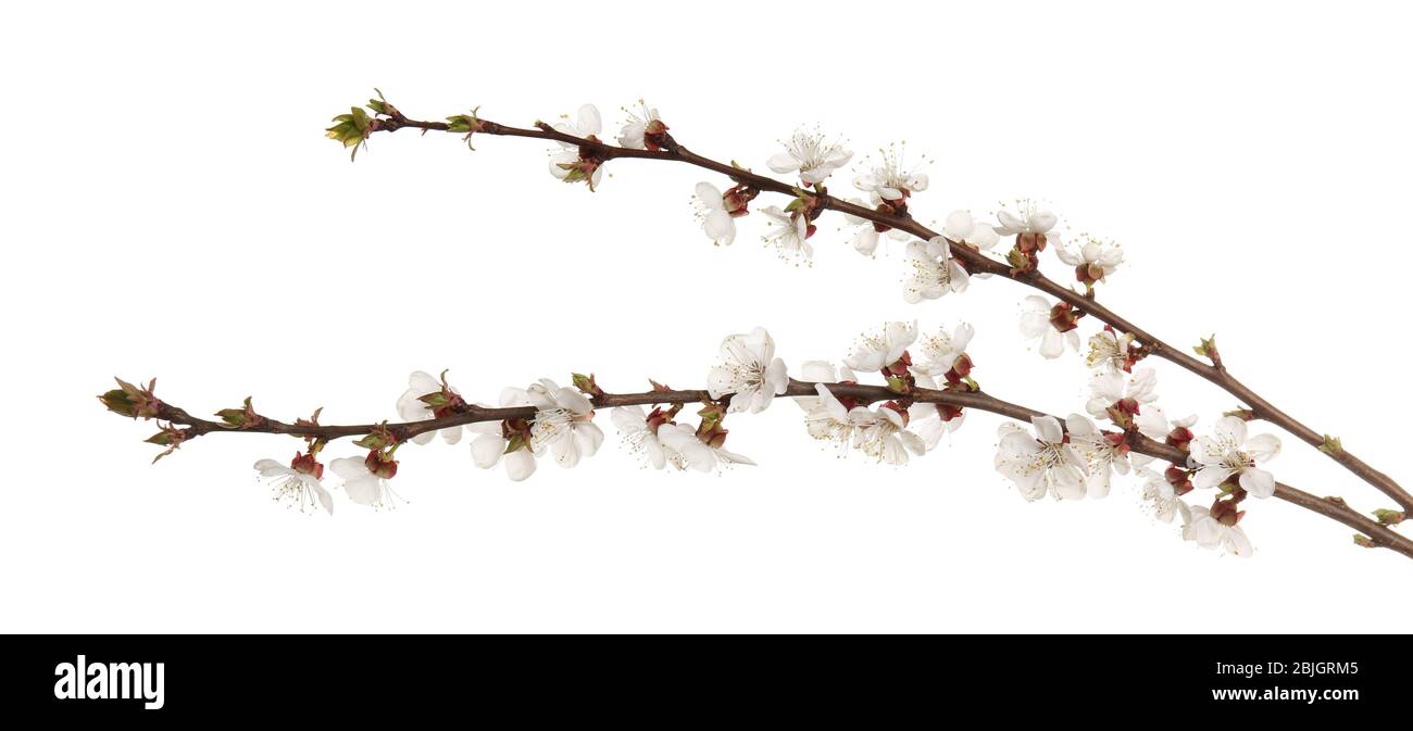 Branches tree buds on Cut Out Stock Images & Pictures - Alamy