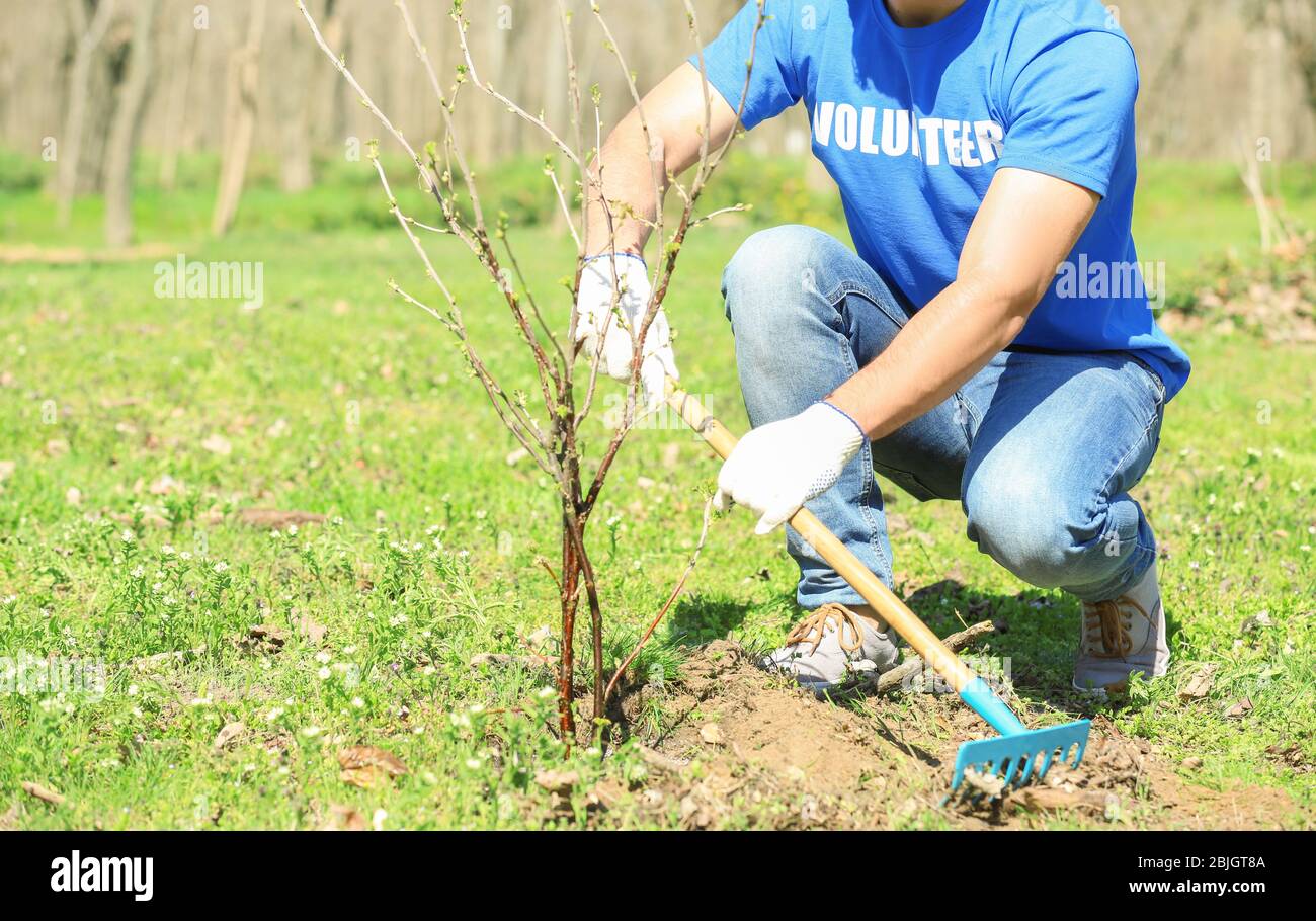 Young volunteer planting tree in park Stock Photo - Alamy