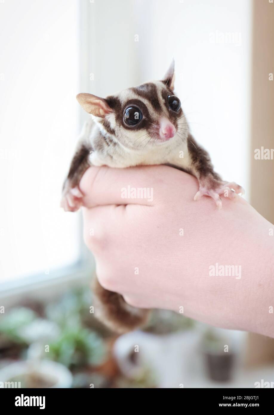 Hand of owner with cute sugar glider at home, closeup Stock Photo - Alamy