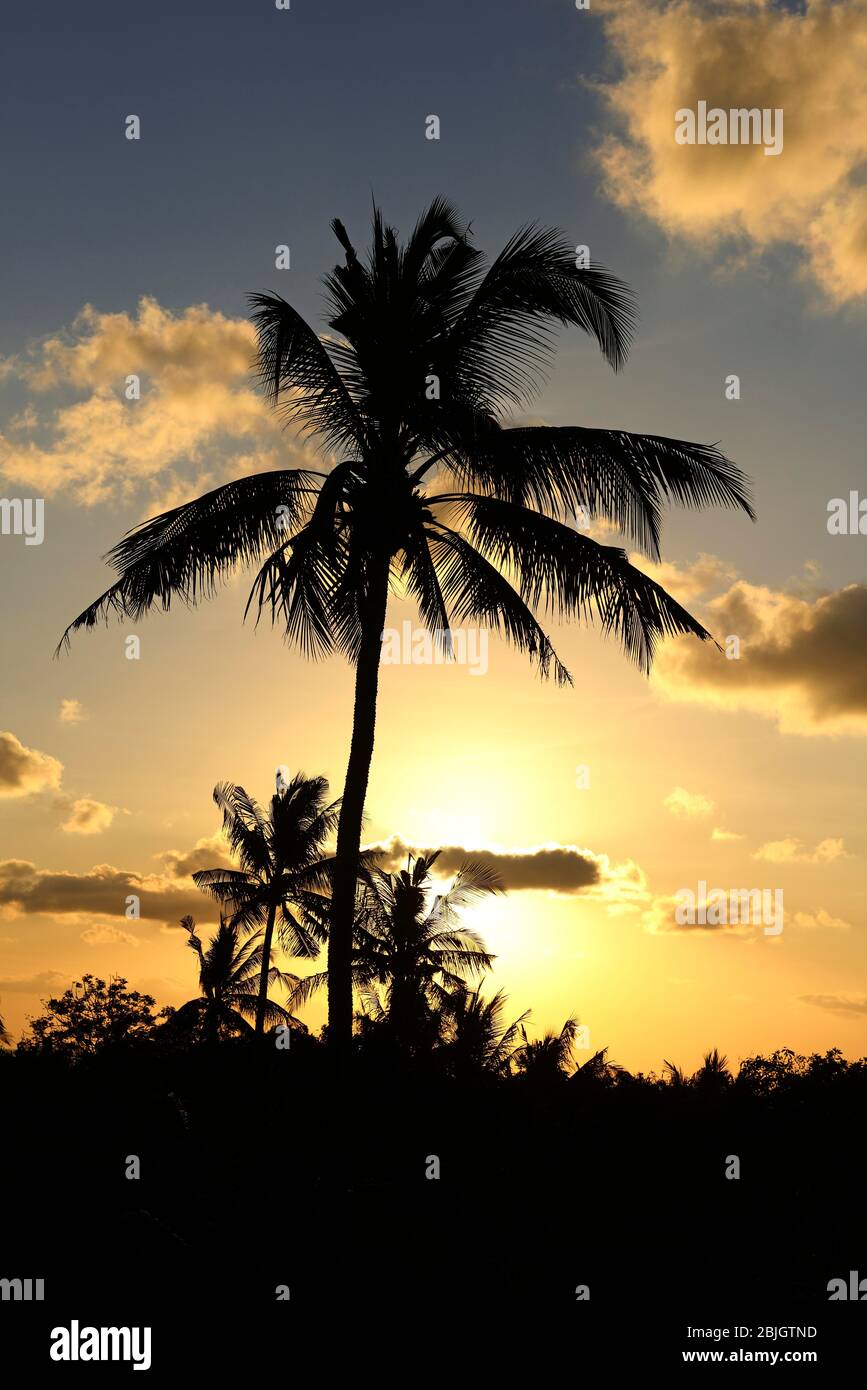 Trees with sunset hi-res stock photography and images - Alamy