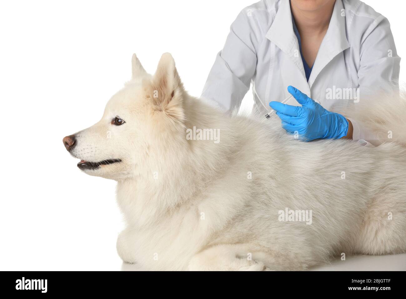Veterinarian giving injection to dog on white background Stock Photo ...