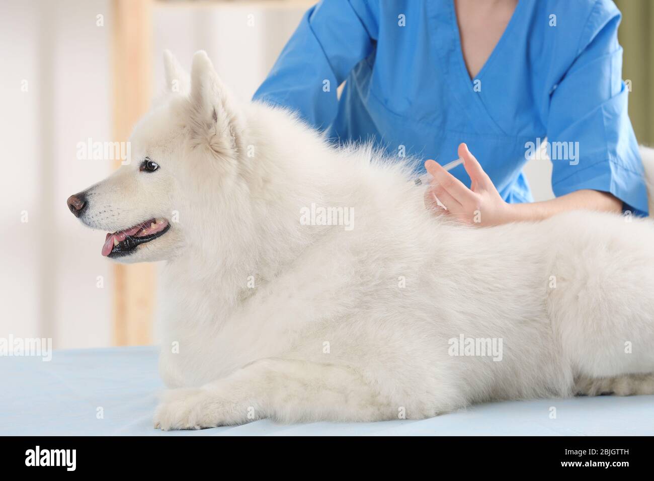 Veterinarian giving injection to dog in clinic Stock Photo - Alamy