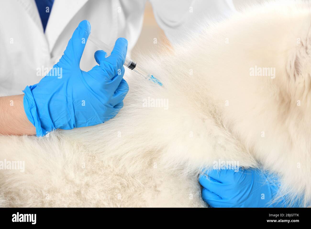 Doctor giving injection to dog hi-res stock photography and images - Alamy
