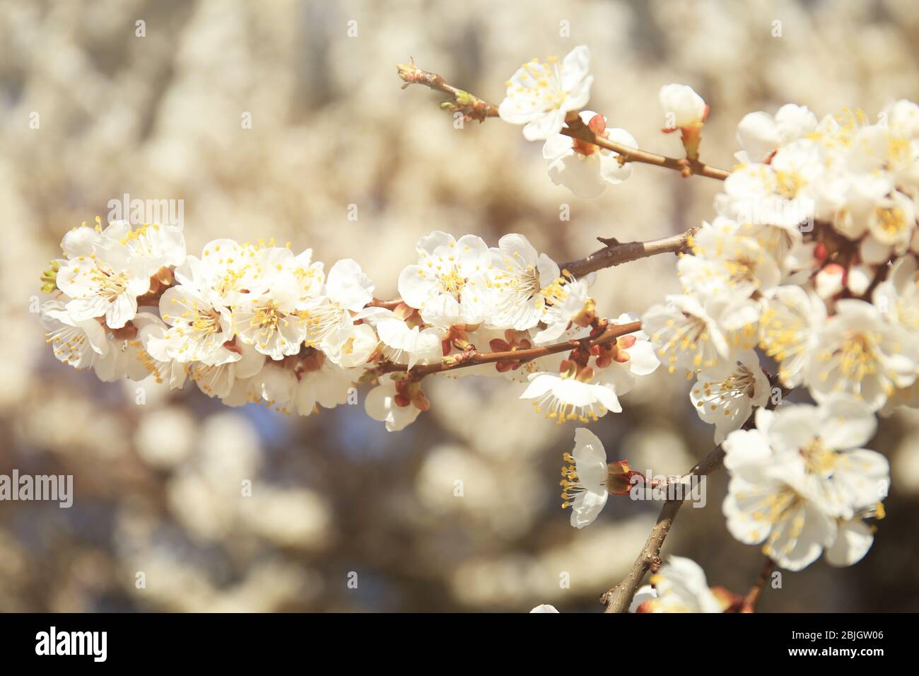 Branches of apricot tree flowers on blurred background Stock Photo - Alamy
