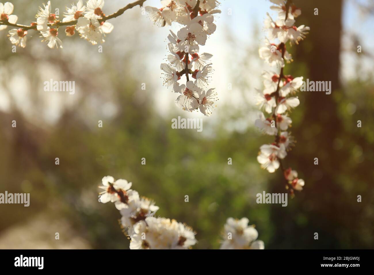 Branches of apricot tree flowers on blurred background Stock Photo - Alamy
