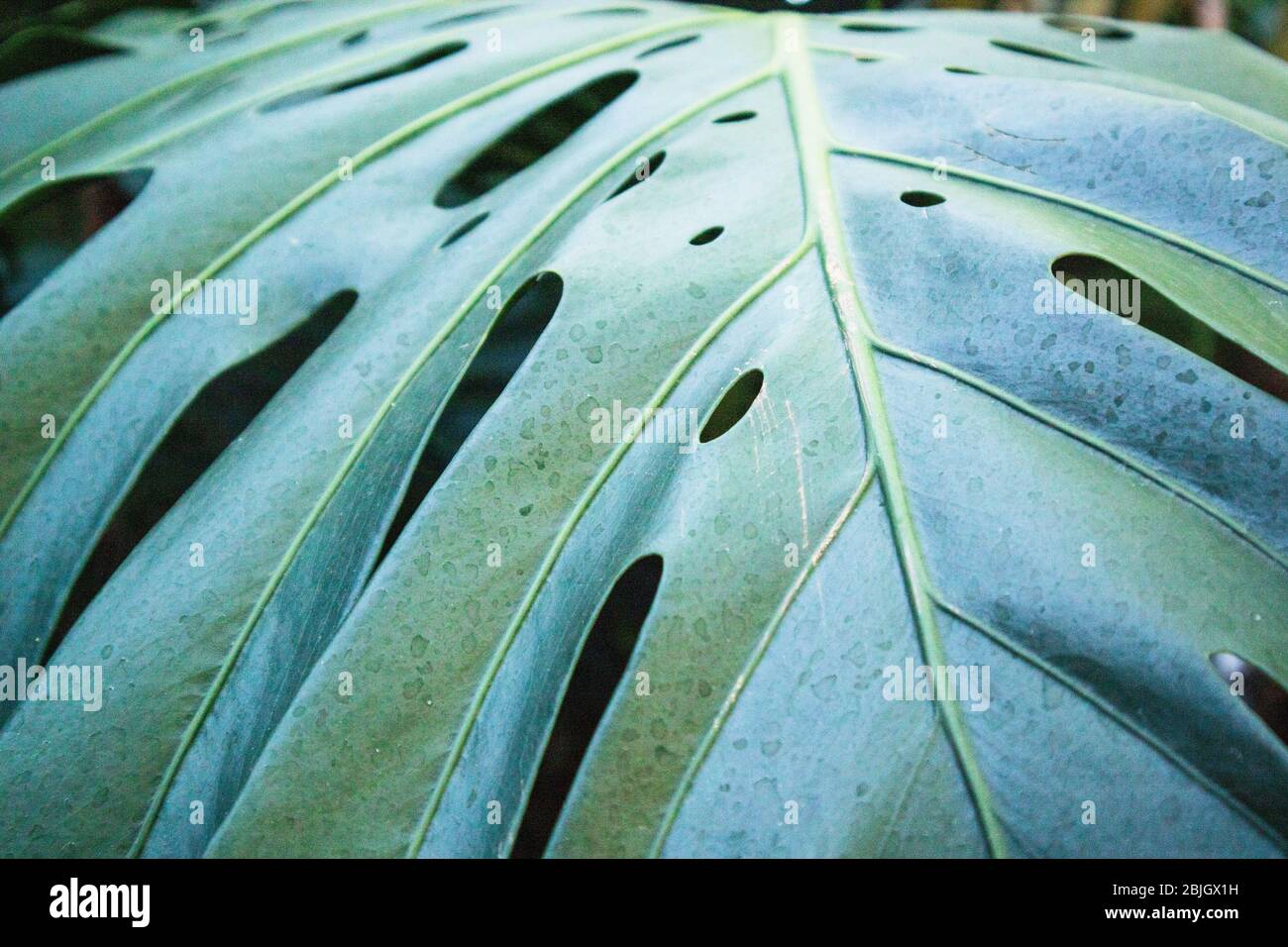 Monstera leaf hi-res stock photography and images - Alamy
