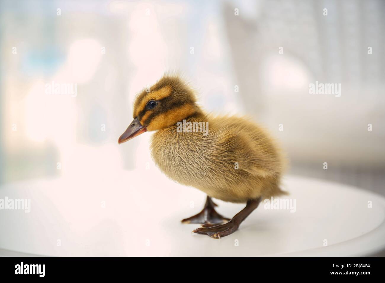 Cute funny duckling on table at home Stock Photo - Alamy