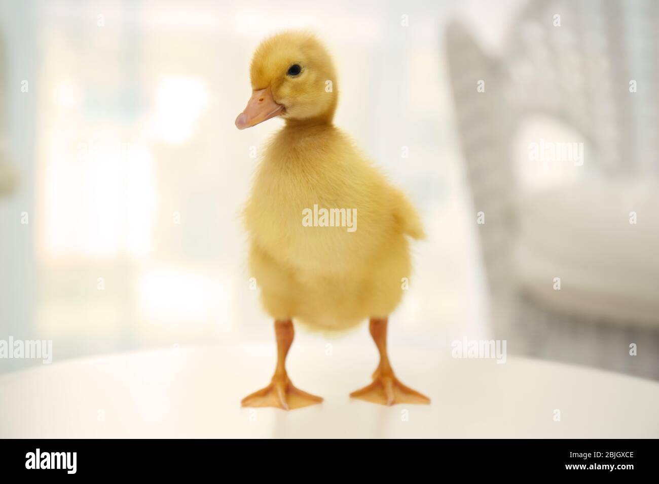 Charming fluffy duckling hi-res stock photography and images - Alamy