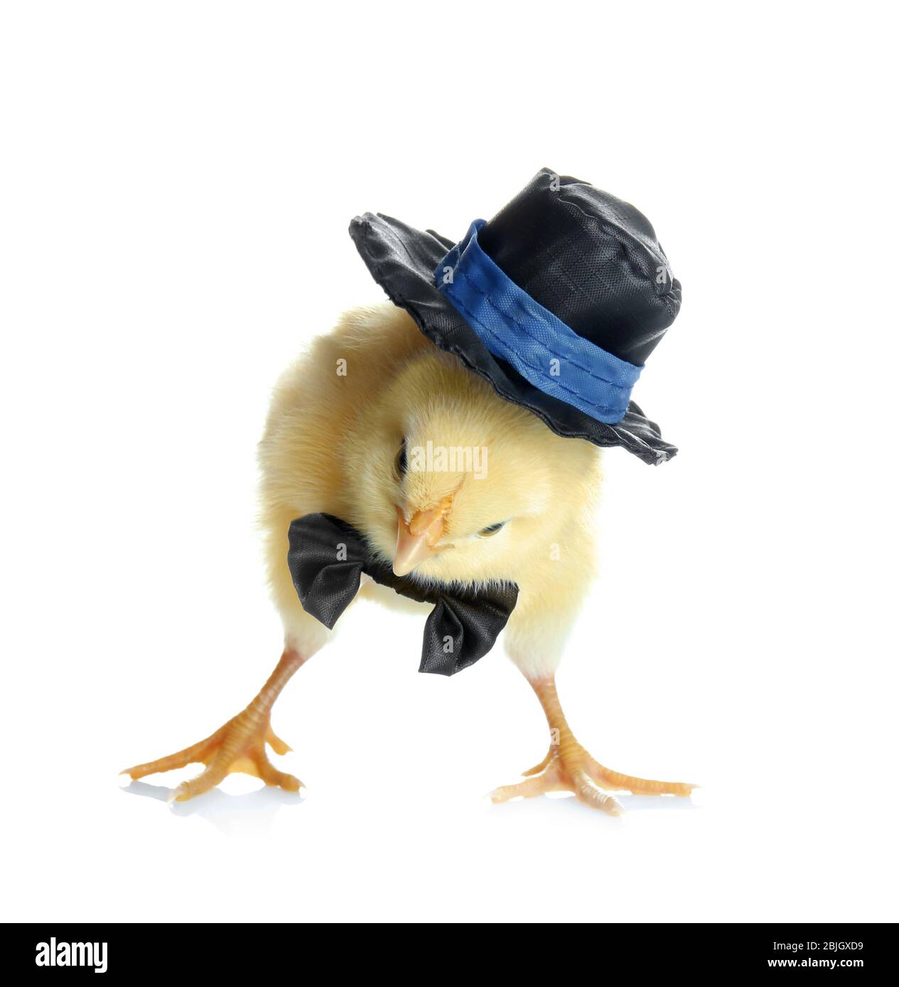 Cute funny chicken wearing bowtie and hat on white background Stock ...