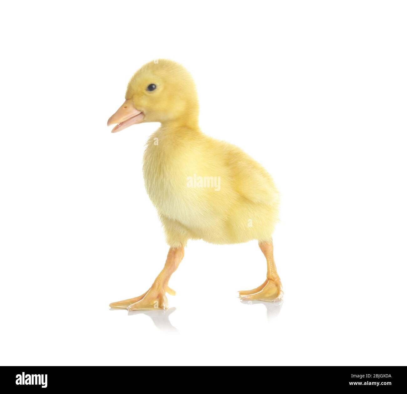 Cute funny duckling on white background Stock Photo - Alamy