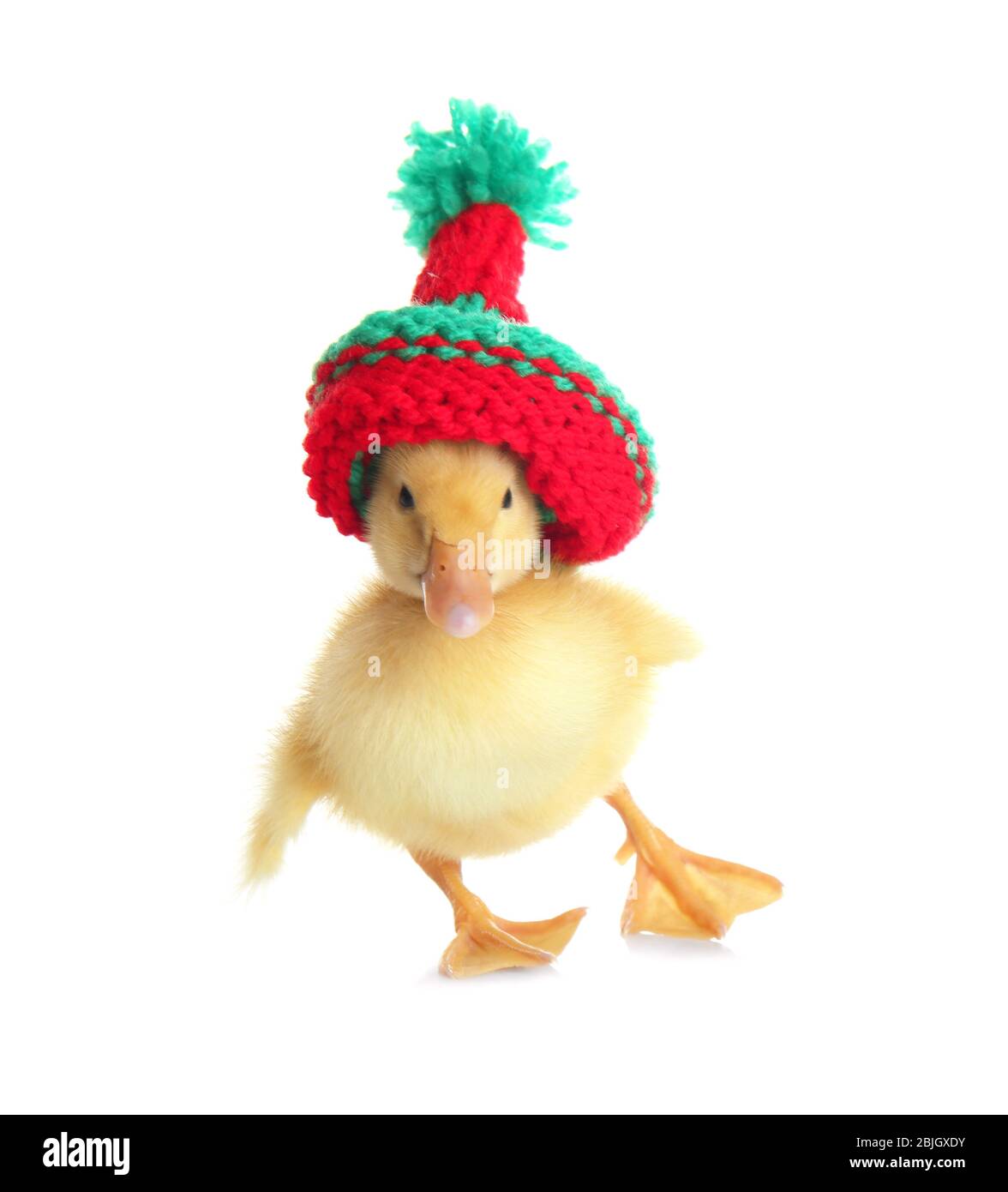 Cute funny duckling in hat on white background Stock Photo - Alamy