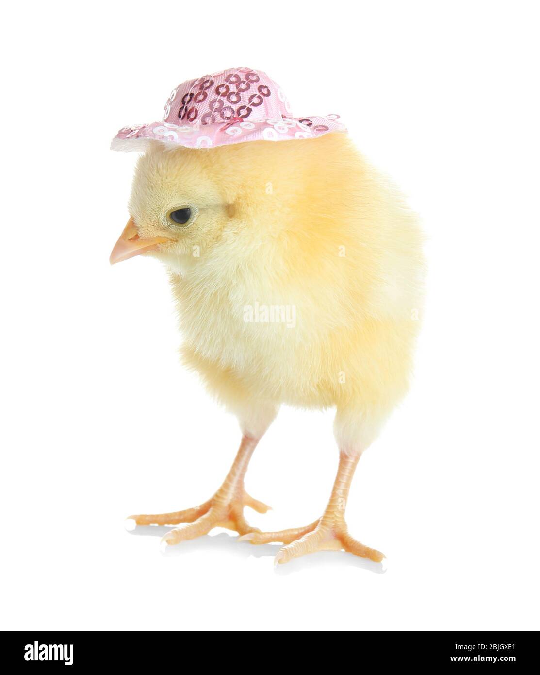 Cute funny chicken in hat on white background Stock Photo - Alamy