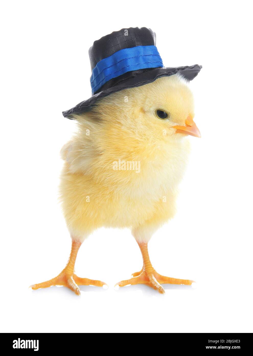 Cute funny chicken in hat on white background Stock Photo - Alamy