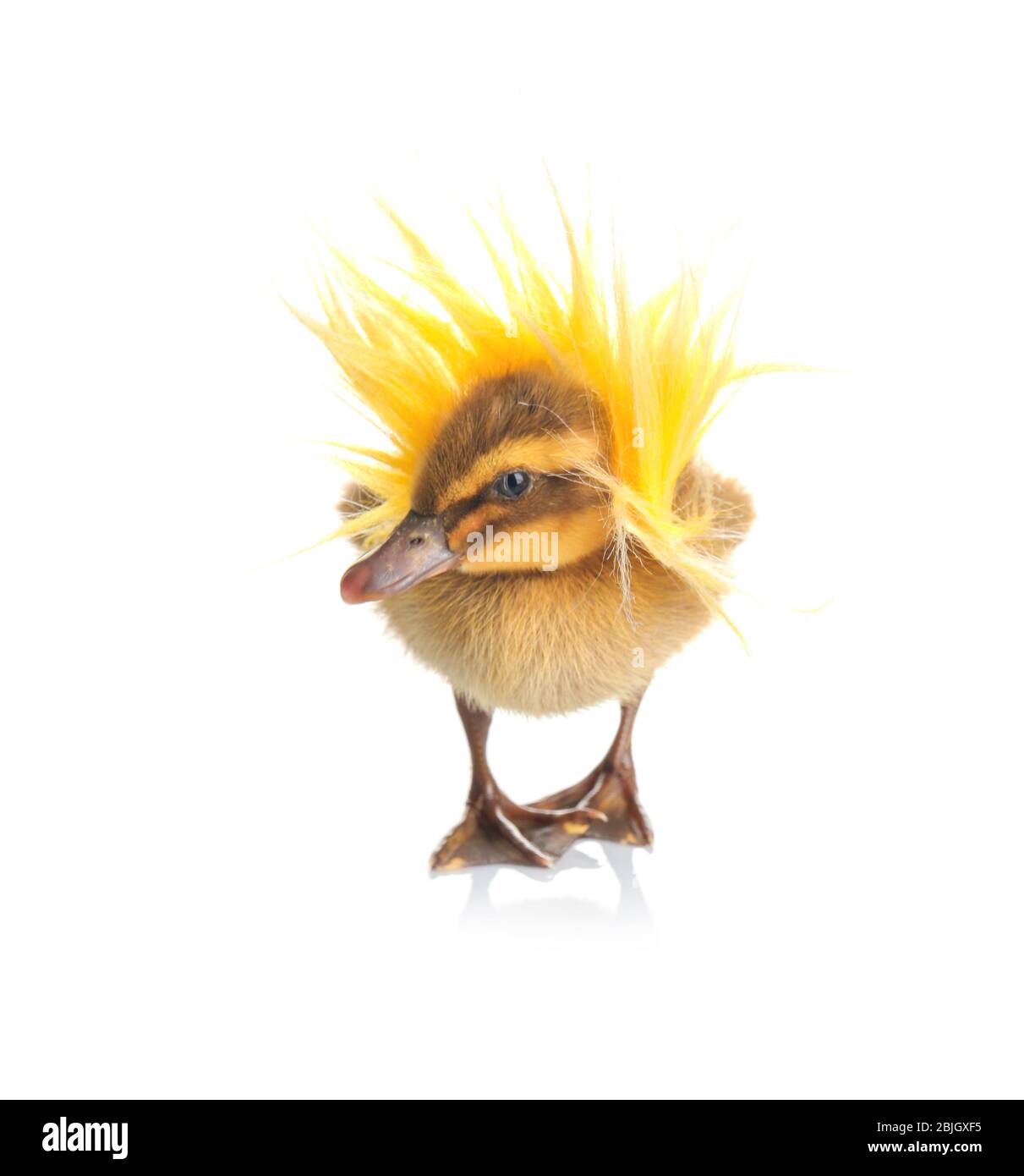 Cute funny duckling with mane on white background Stock Photo - Alamy