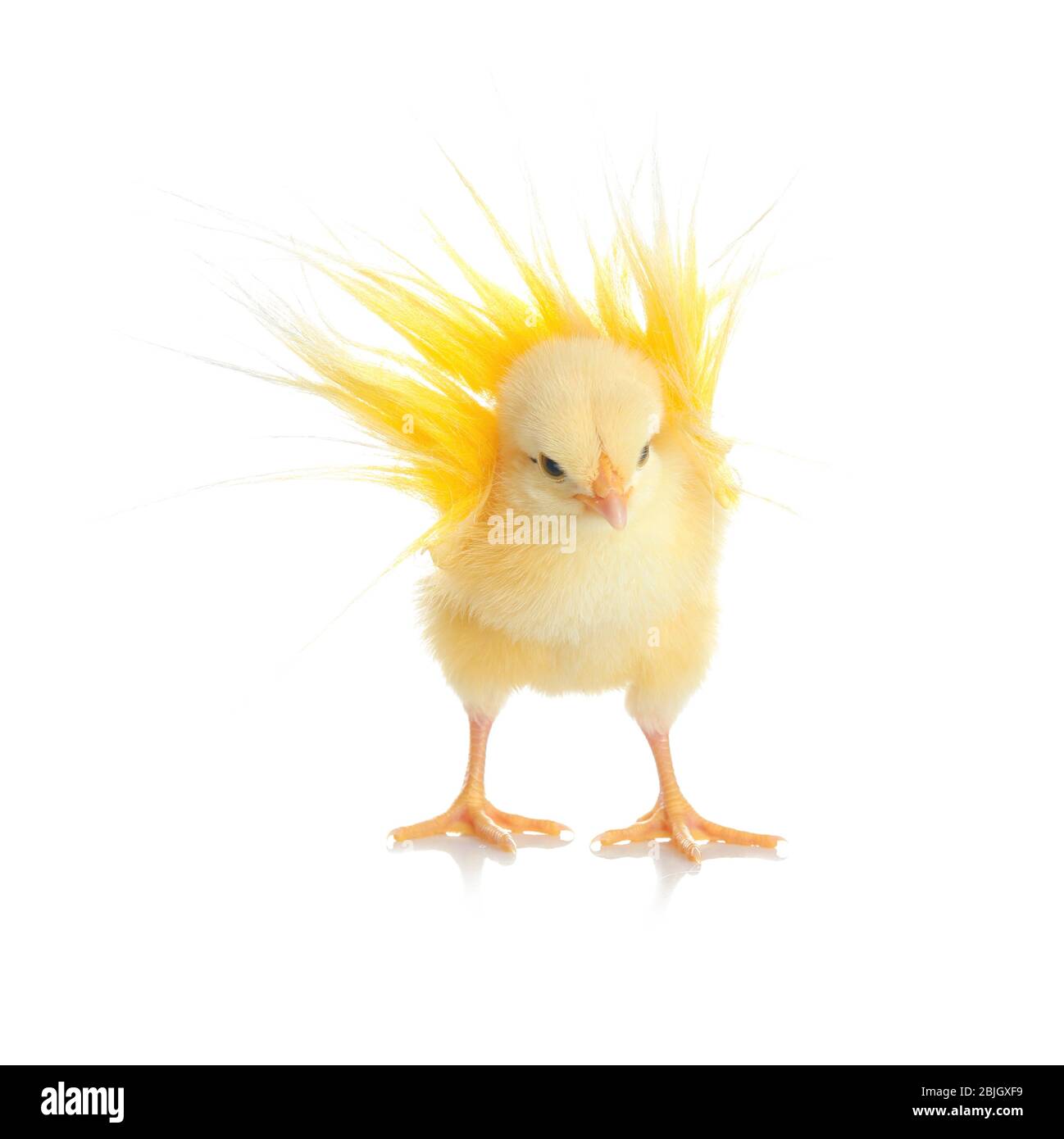 Cute funny chicken with mane on white background Stock Photo - Alamy