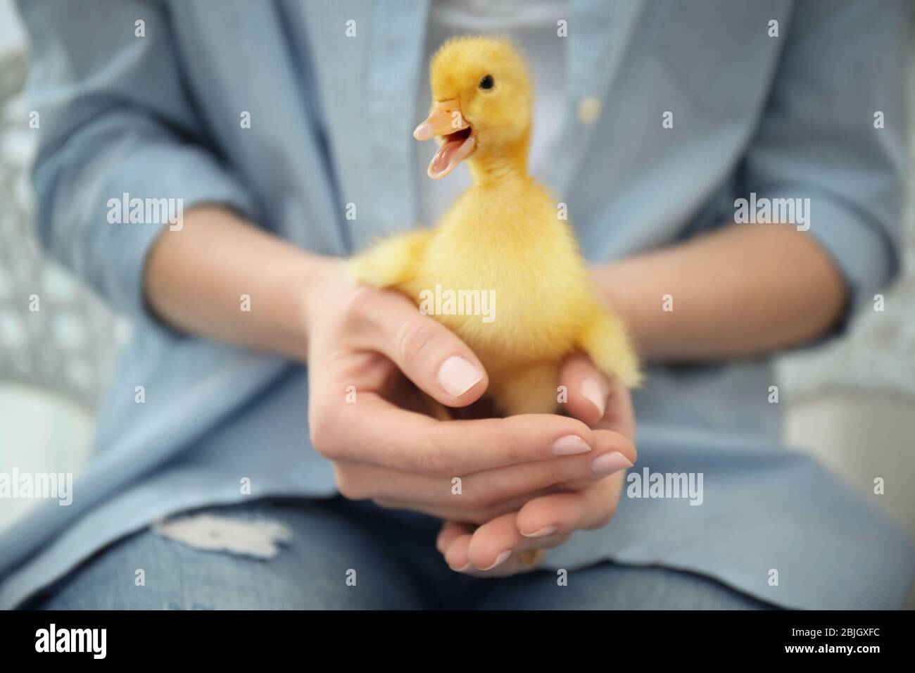 Woman with duckling hi-res stock photography and images - Alamy