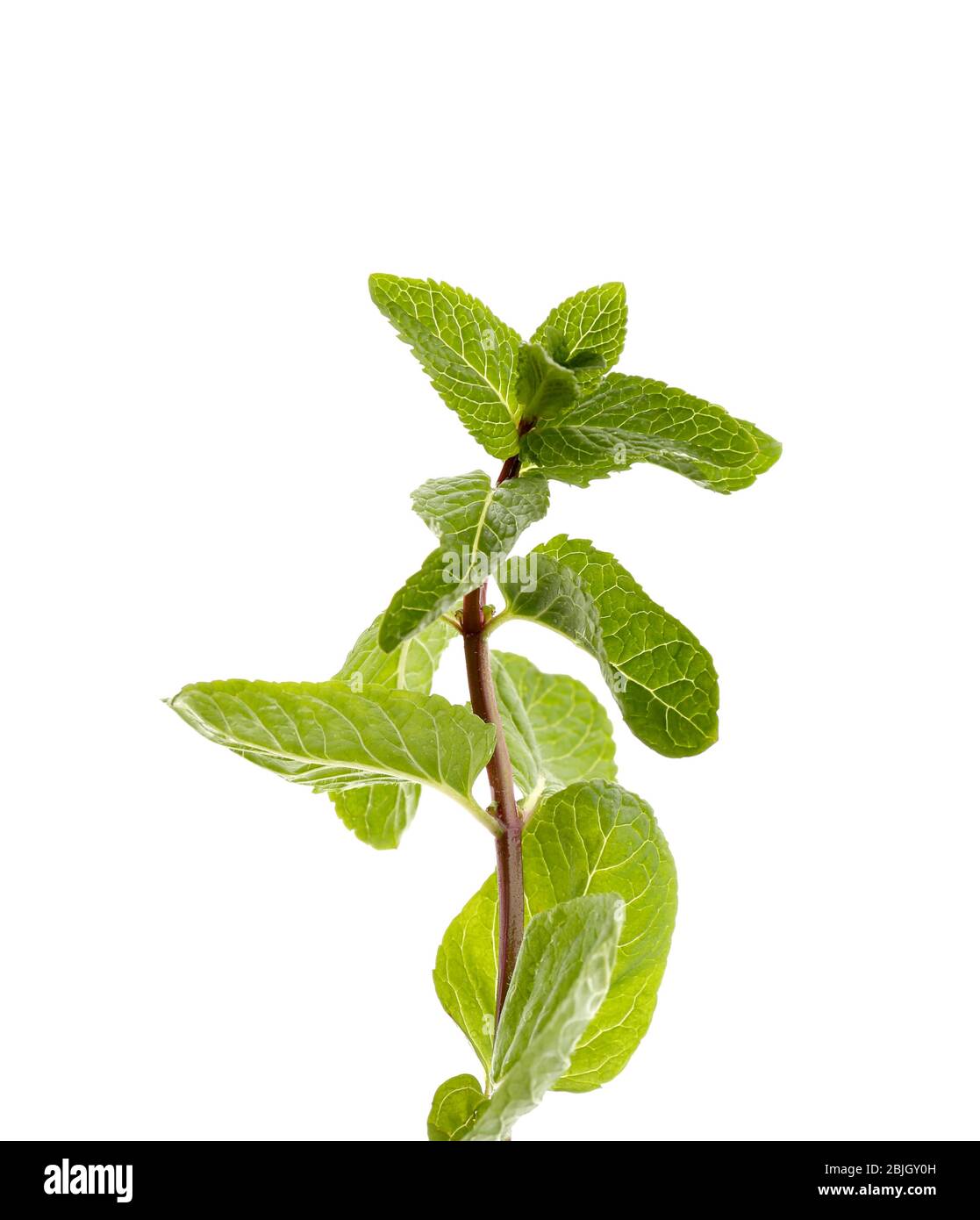 Fresh lemon balm on white background Stock Photo - Alamy