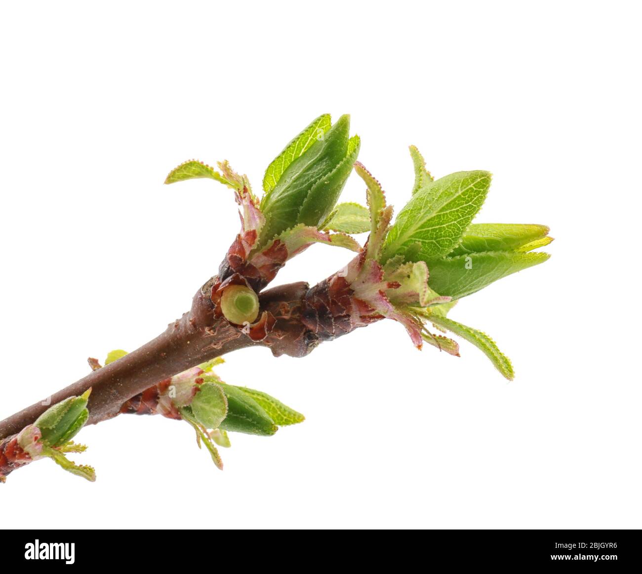 Branch with small leaves on white background Stock Photo - Alamy