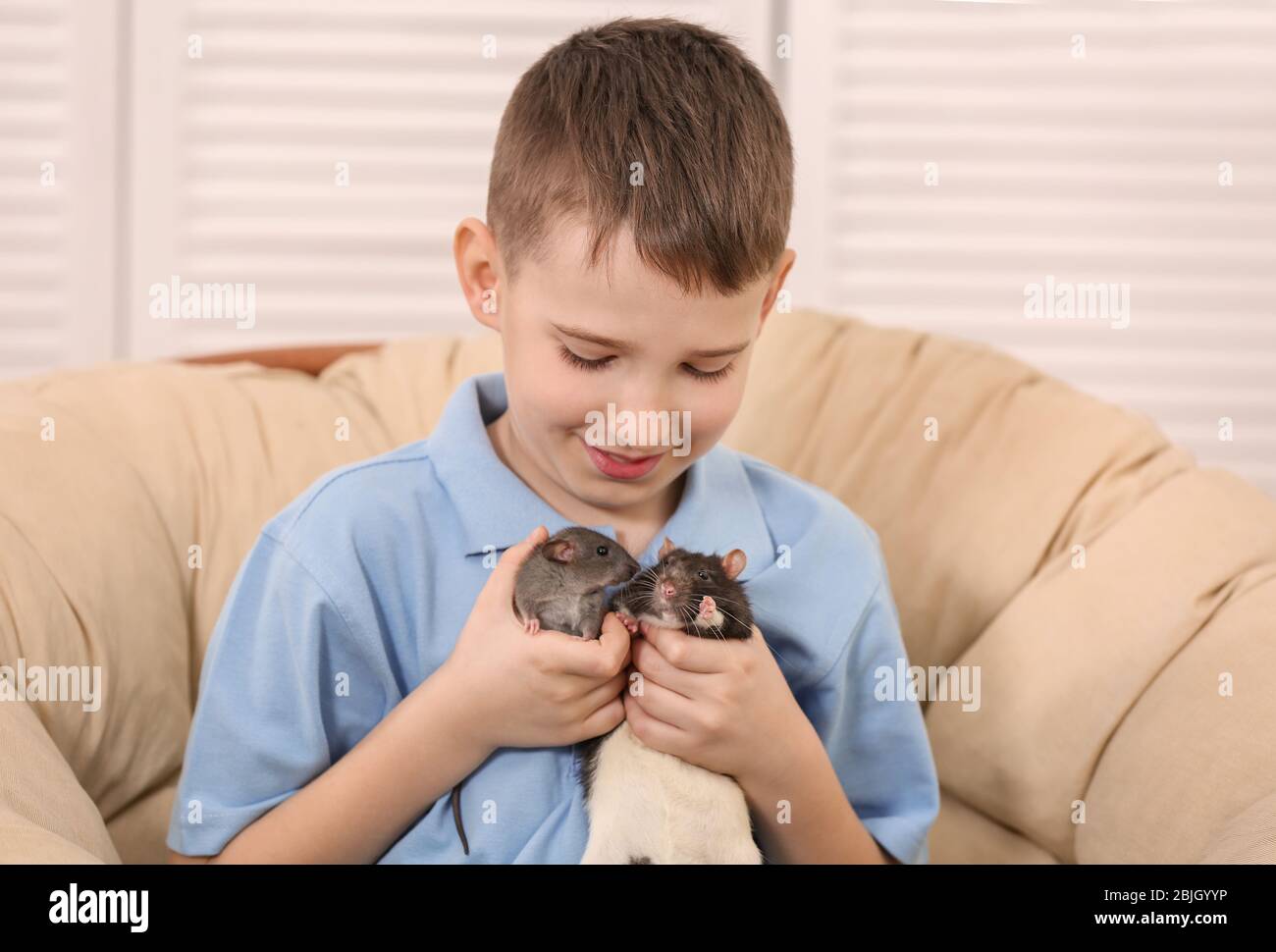 Cute boy with funny rats at home Stock Photo - Alamy