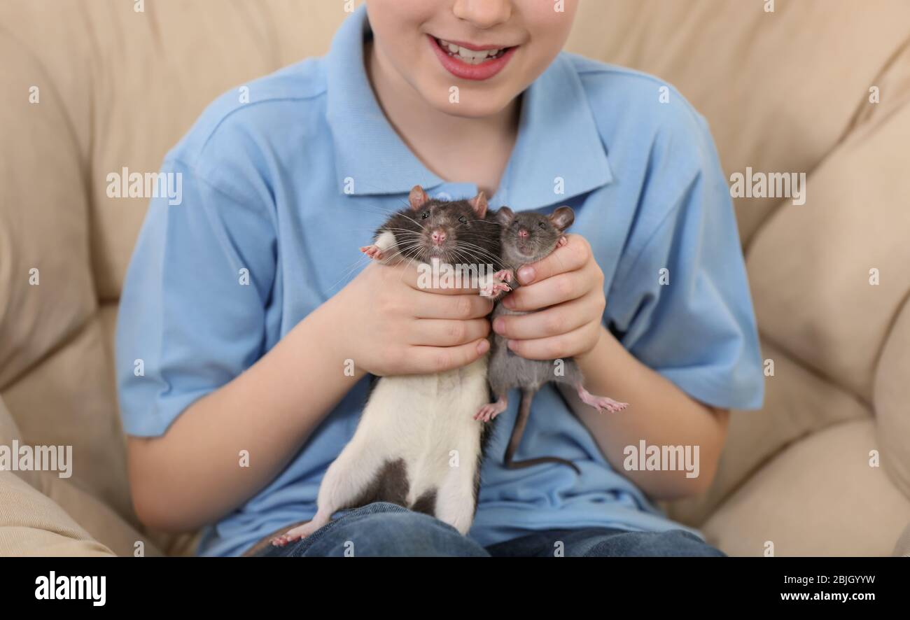 Cute boy with funny rats at home Stock Photo - Alamy
