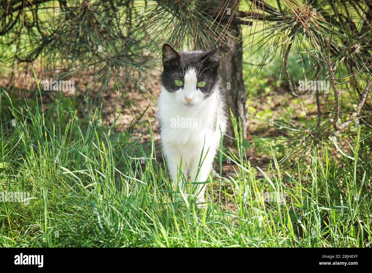 Cute funny cat outdoors Stock Photo - Alamy
