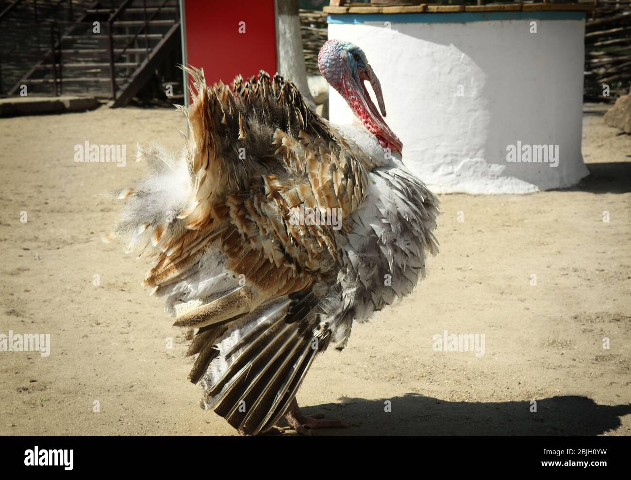 Funny turkey in zoological garden Stock Photo - Alamy