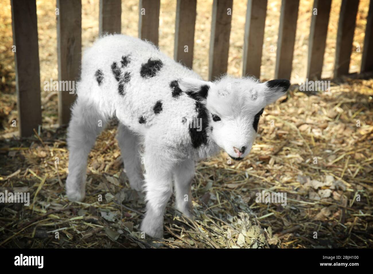 Cute funny lamb in zoological garden Stock Photo - Alamy
