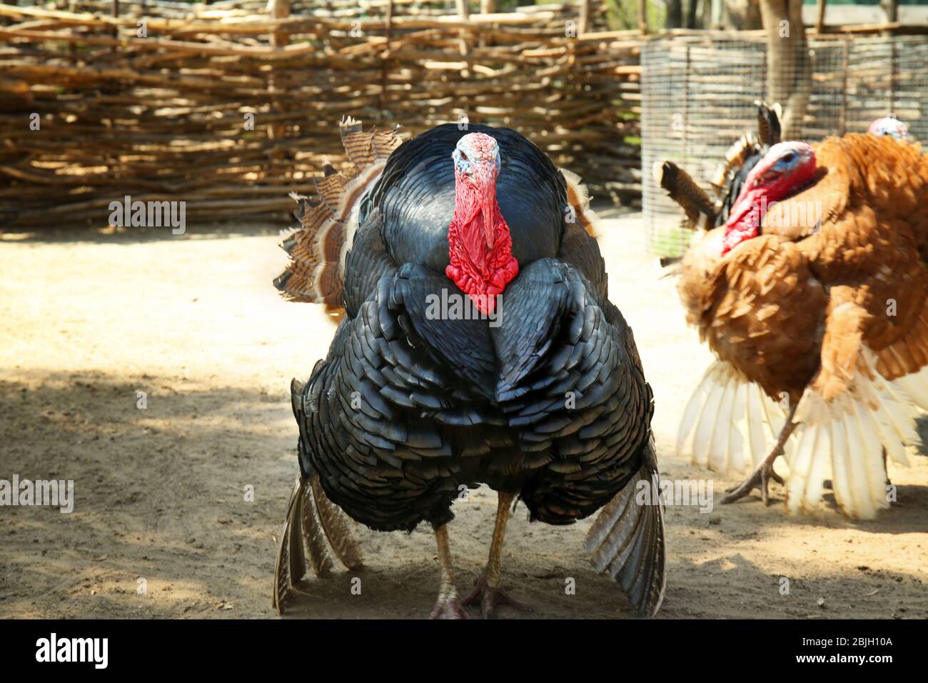 Funny turkey in zoological garden Stock Photo - Alamy