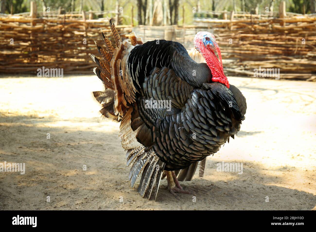 Funny turkey in zoological garden Stock Photo - Alamy