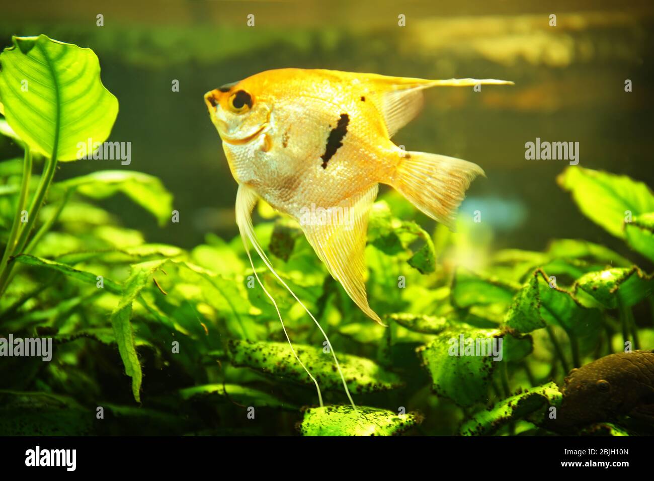 Beautiful exotic fish in aquarium Stock Photo - Alamy