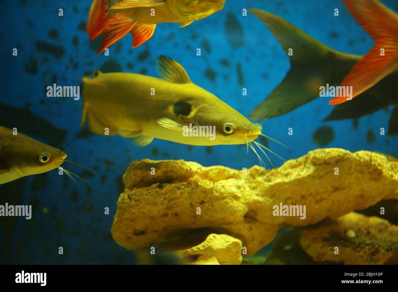 Eclipse Catfish Full Grown