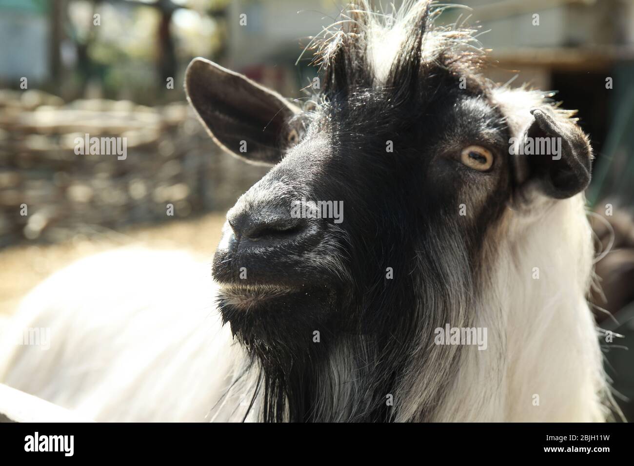 Cute funny goat in zoological garden, closeup Stock Photo - Alamy