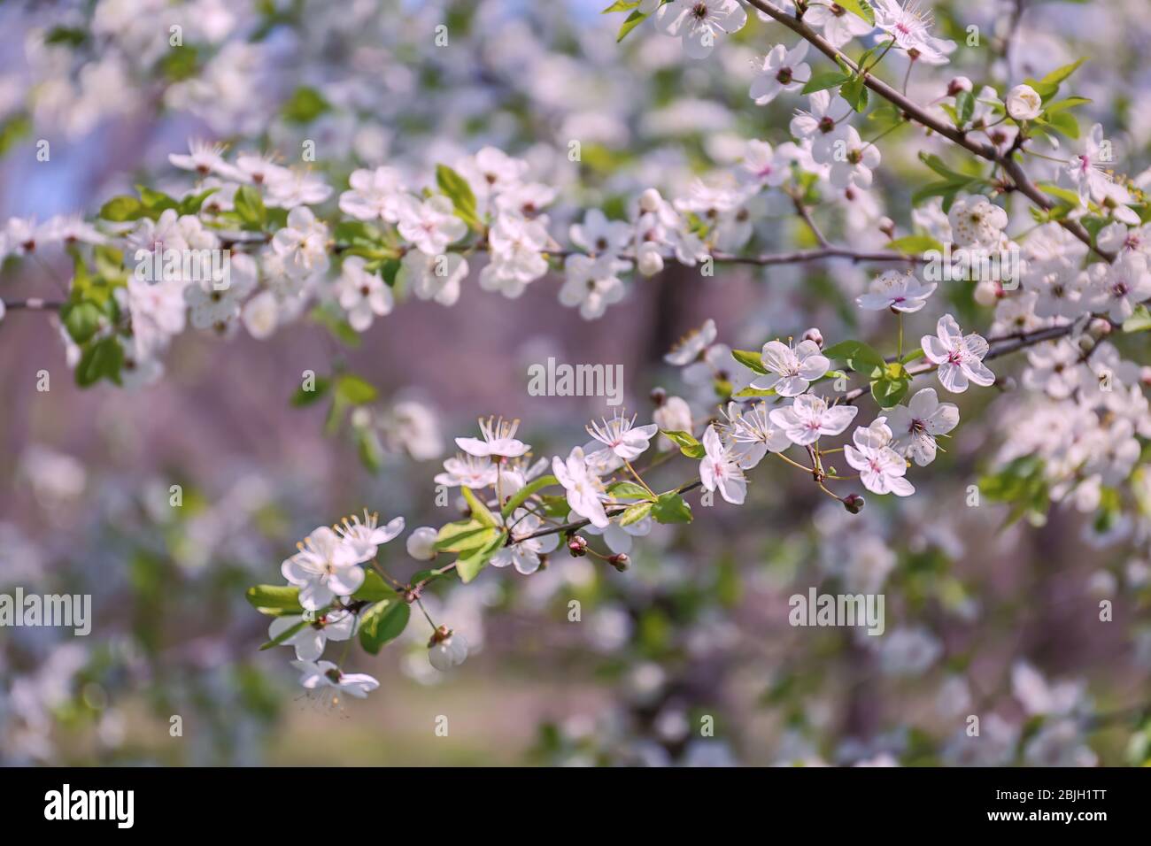 Branches of blooming tree flowers on blurred background Stock Photo - Alamy