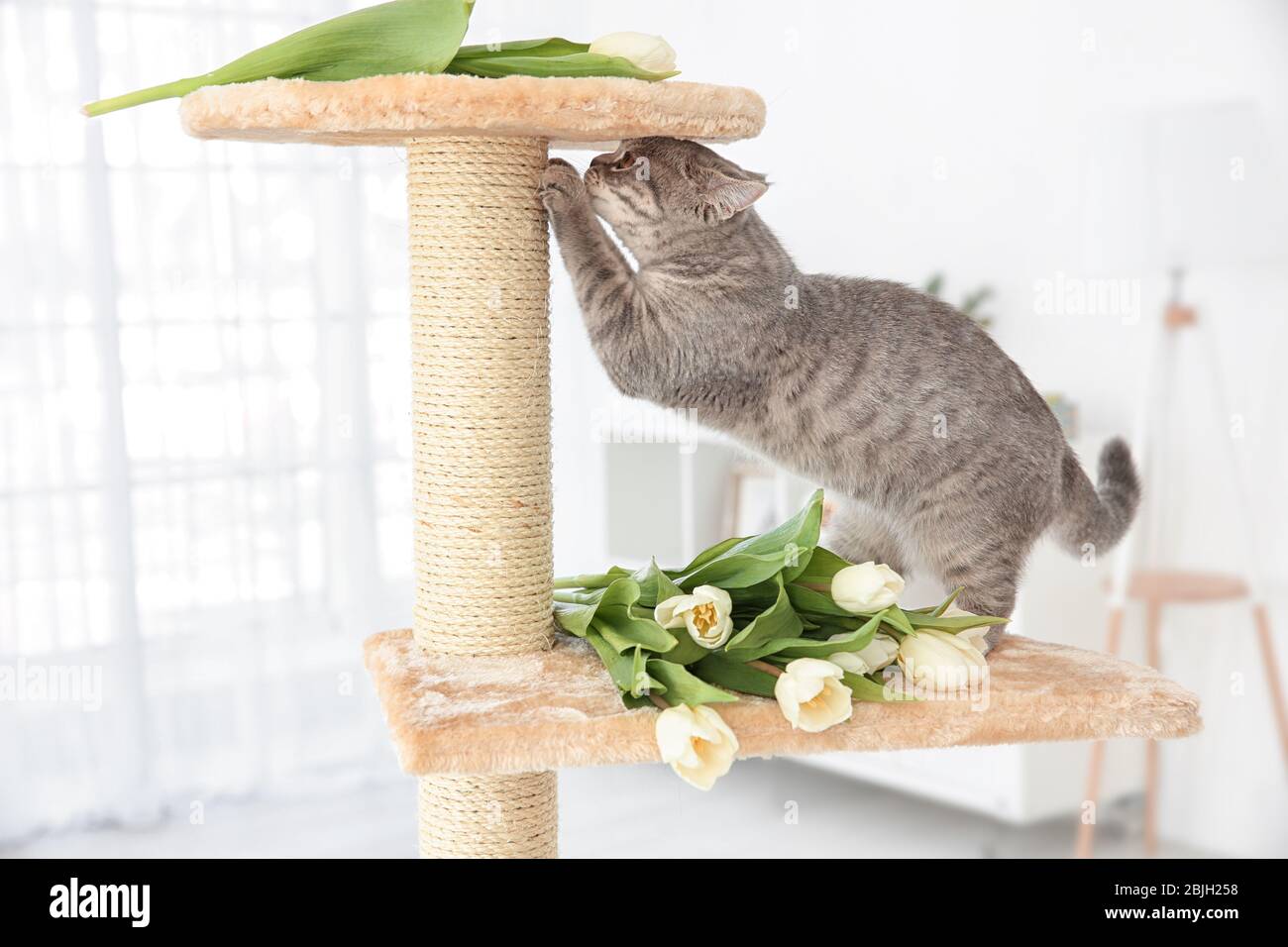 Cute cat sharpening claws on tree with tulips in light room Stock Photo ...