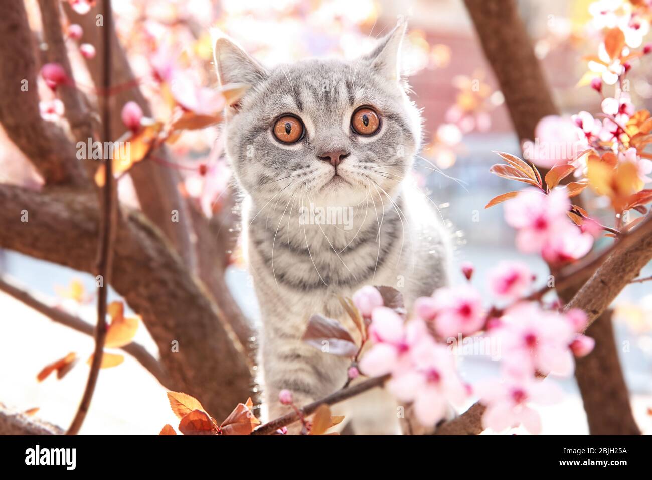 Domestic cat cherry tree hi-res stock photography and images - Alamy